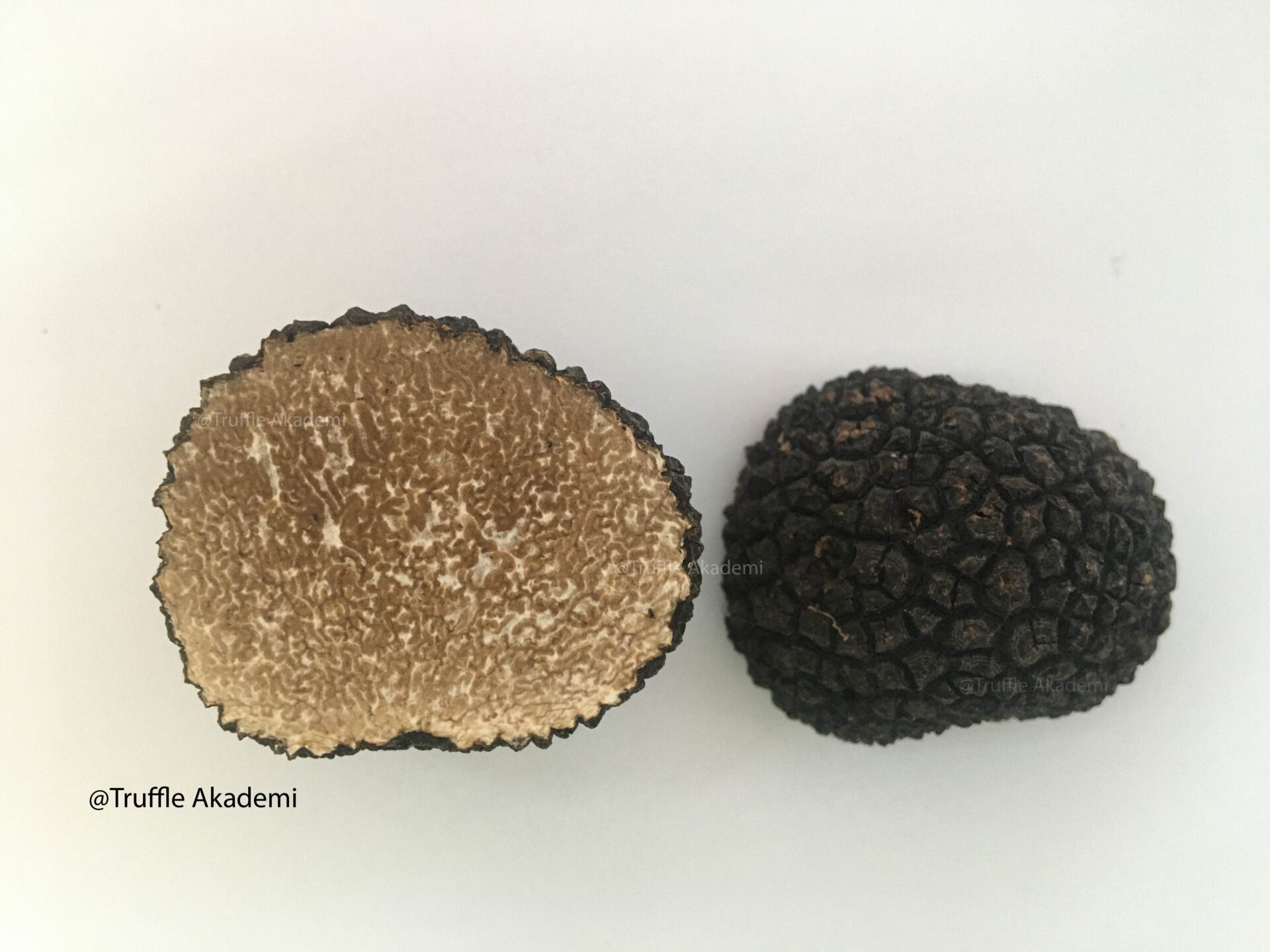 Tuber aestivum - Yazlık Trüf - Truffle Akademi