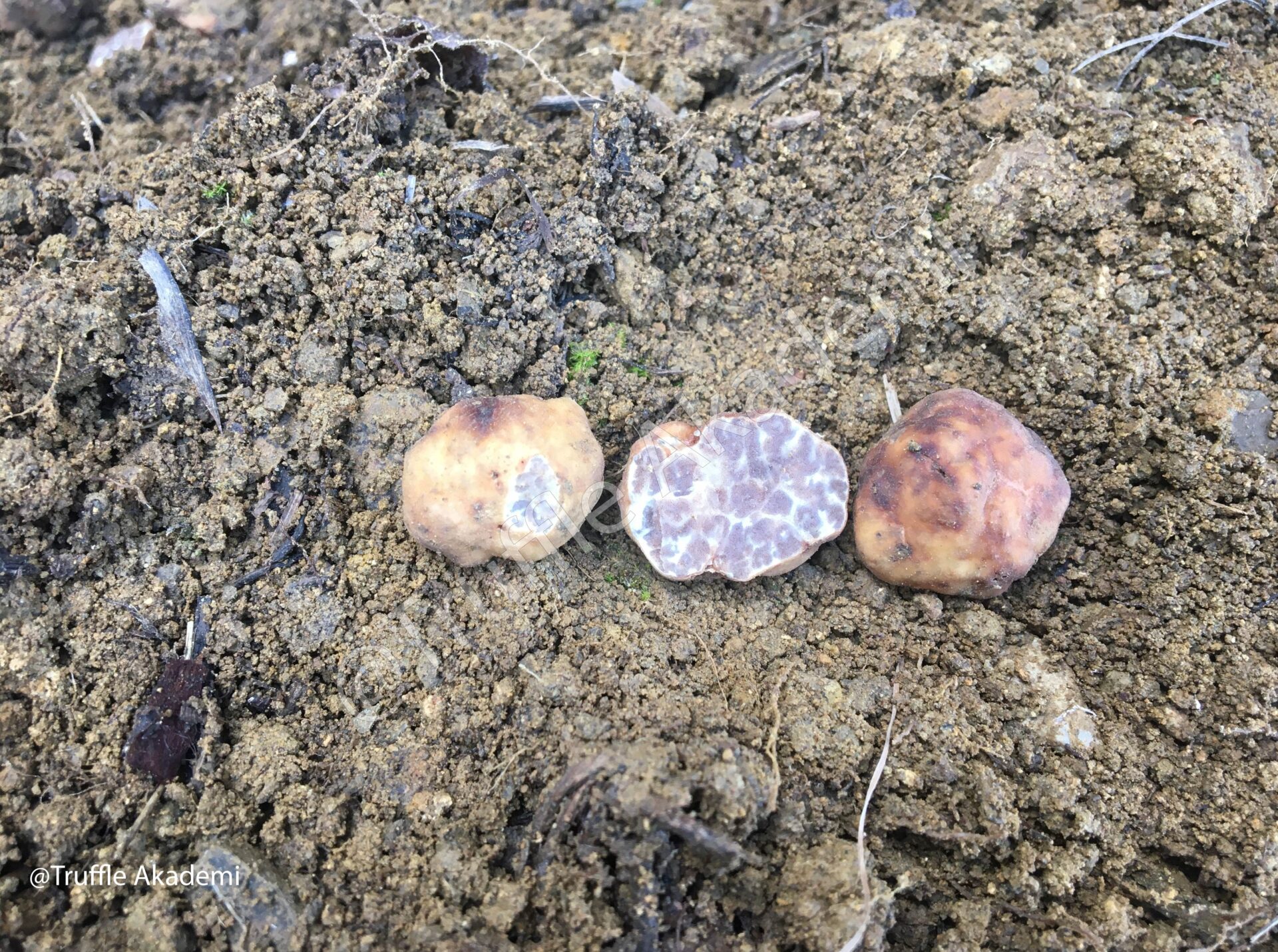 Tuber borchii - Truffle Akademi